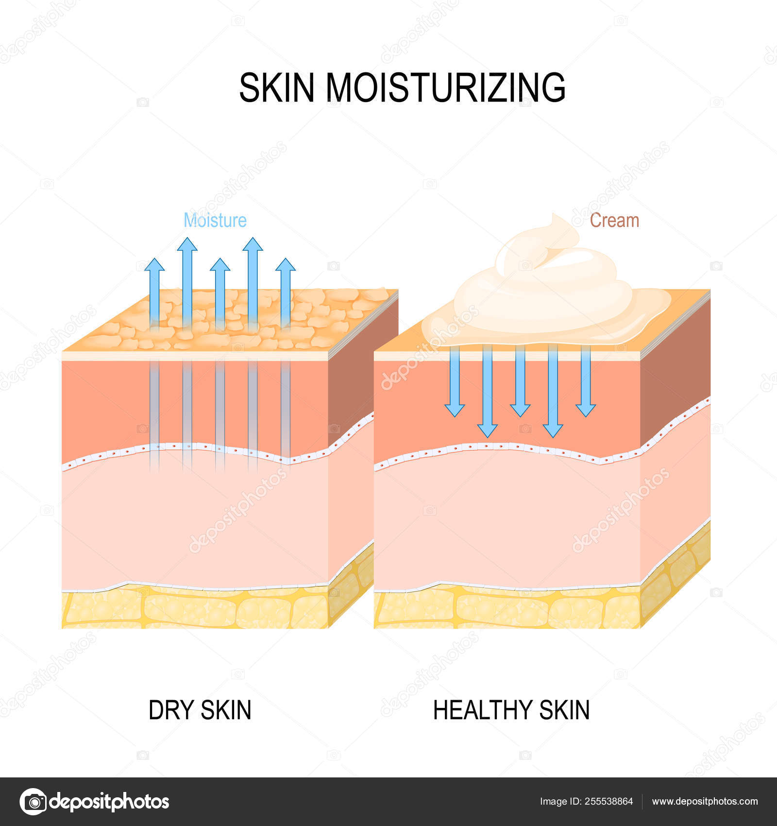 Skin moisturizing. Dry and healthy skin with cream, foam or loti Stock ...