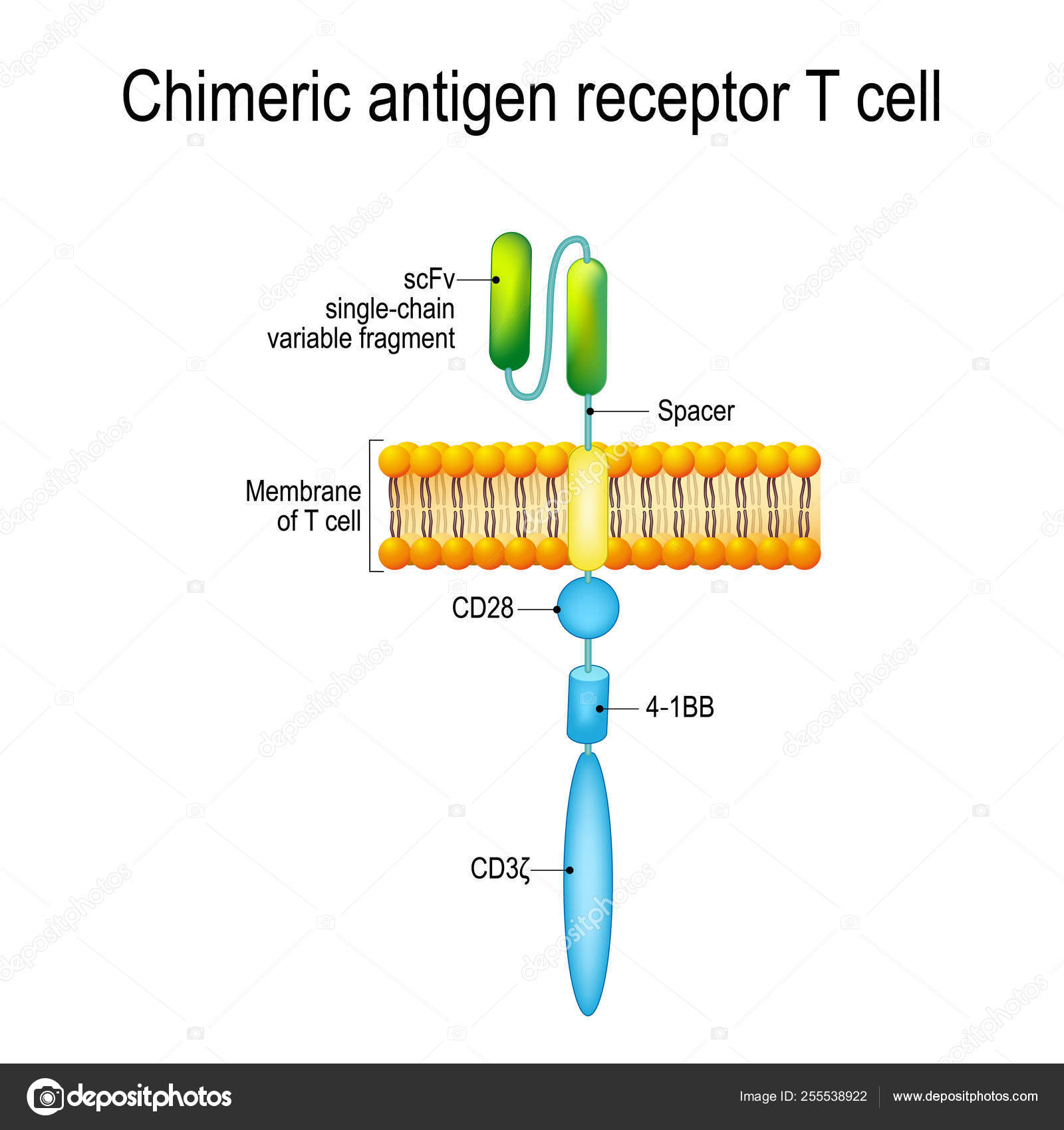 Célula T del receptor de antígeno quimérico (CAR ) Stock Vector by ...