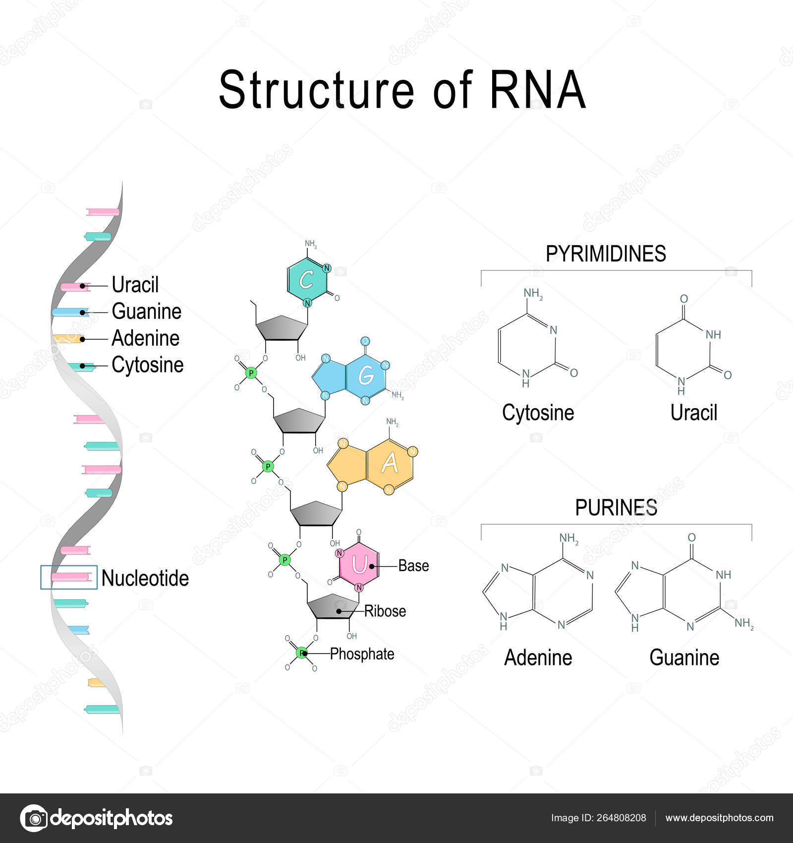 ARN. formule structurelle d'adénine, cytosine, guanine et uracile image vectorielle par ...