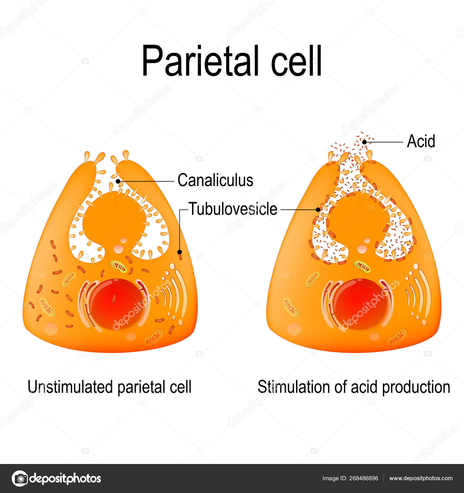 Unstimulated parietal cell and Stimulation of acid production. Stock ...