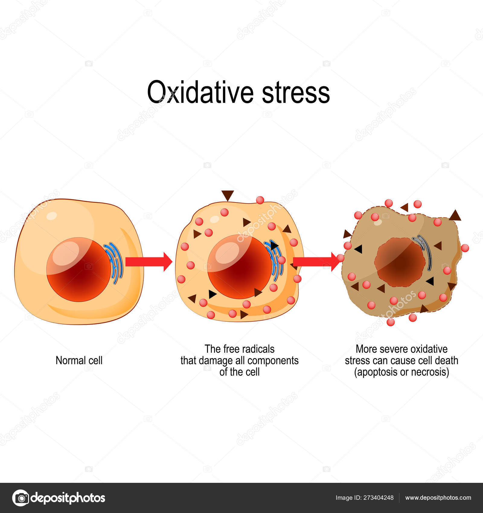 Oxidative stress. Stock Vector Image by ©edesignua #273404248 Oxidative stress. Stock Vector Image by ©edesignua #273404248