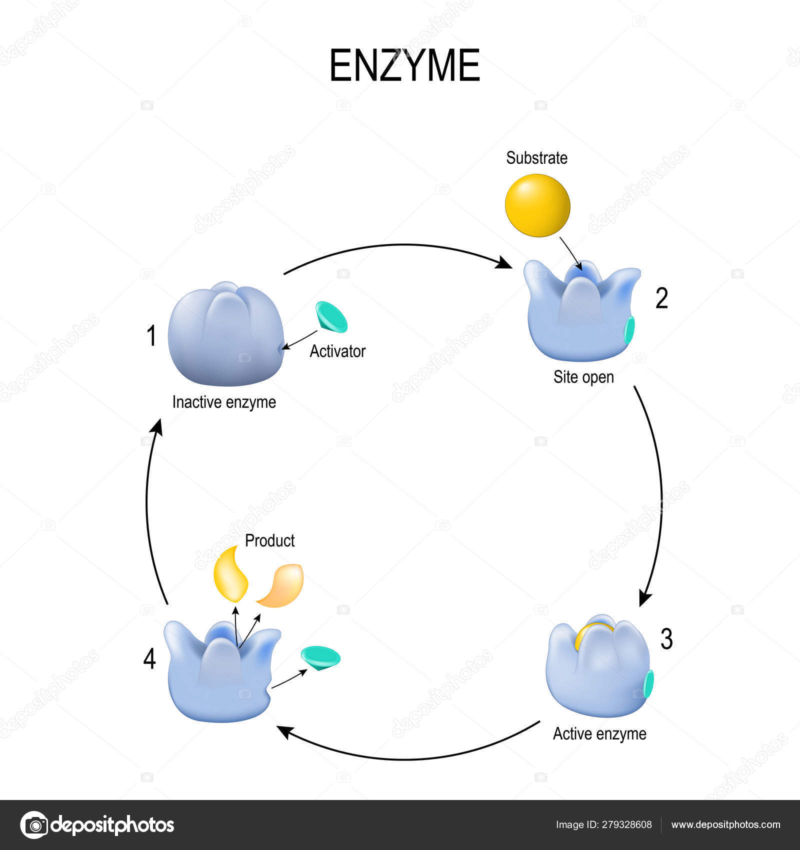 Enzyme Substrate Complex Animation Ch. 7 (microbial Metabolism)