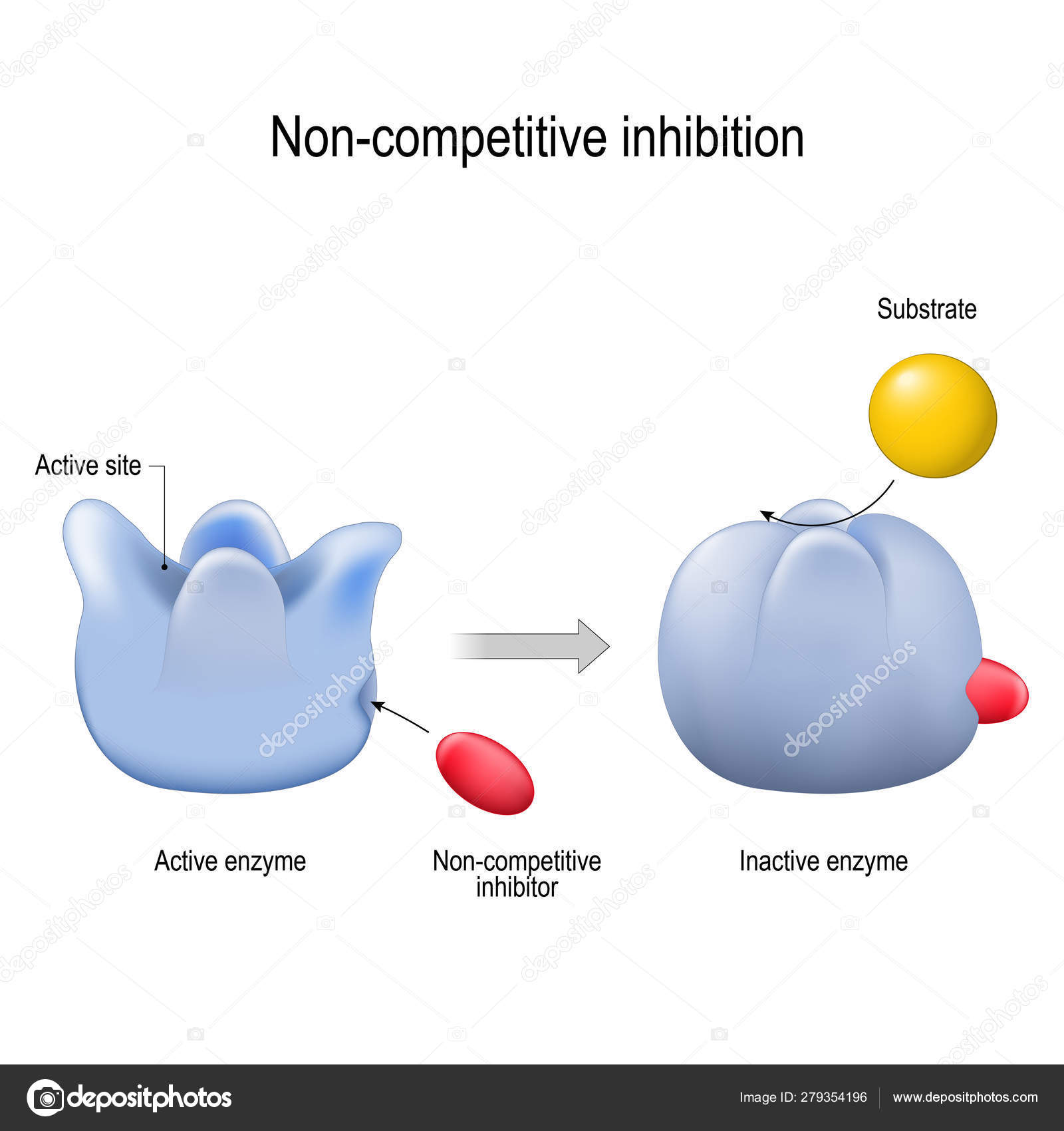 Enzima. Inhibición no competitiva. inhibidor es una molécula vector ...