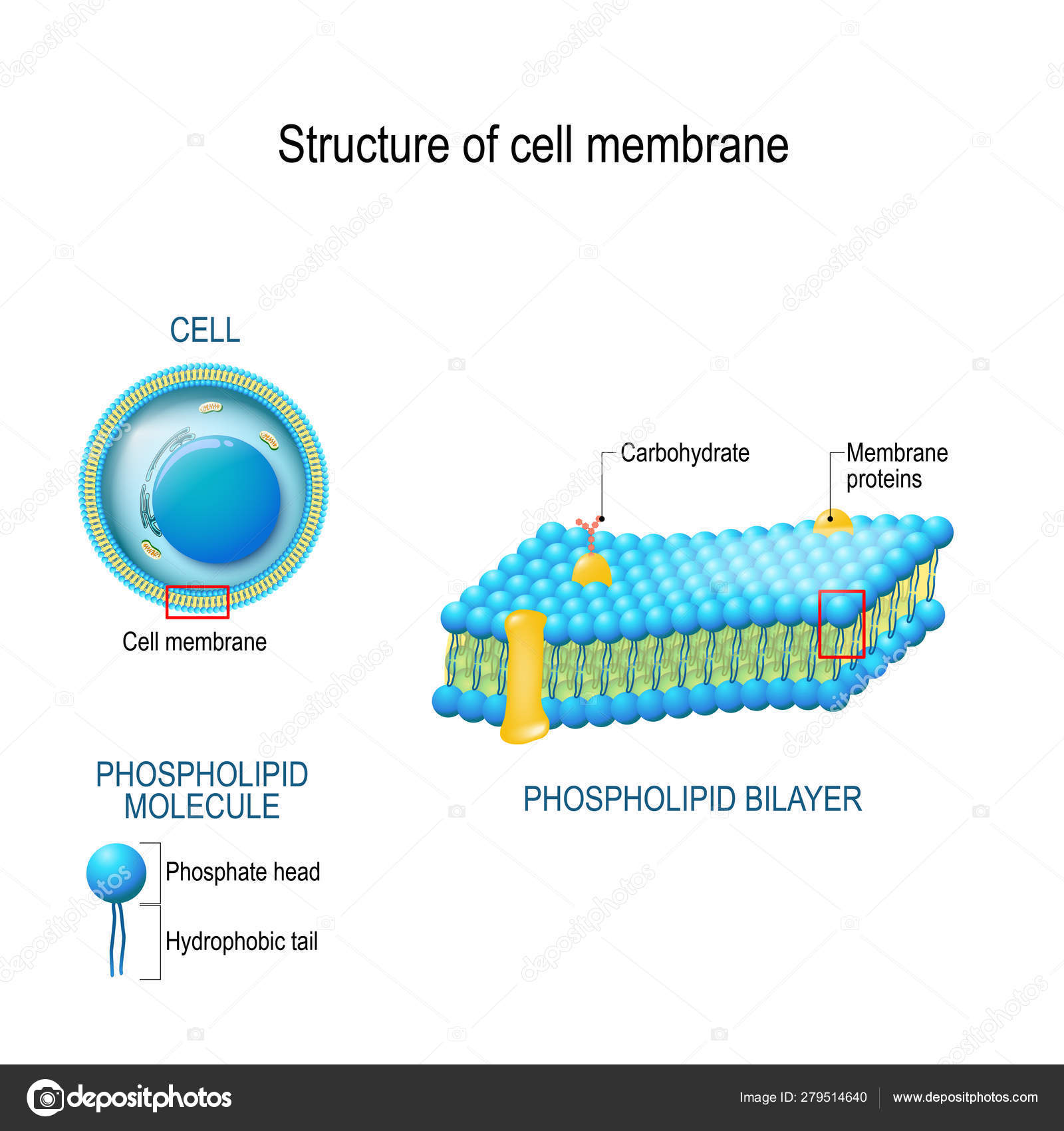 Structure de la membrane cellulaire image vectorielle par edesignua ...