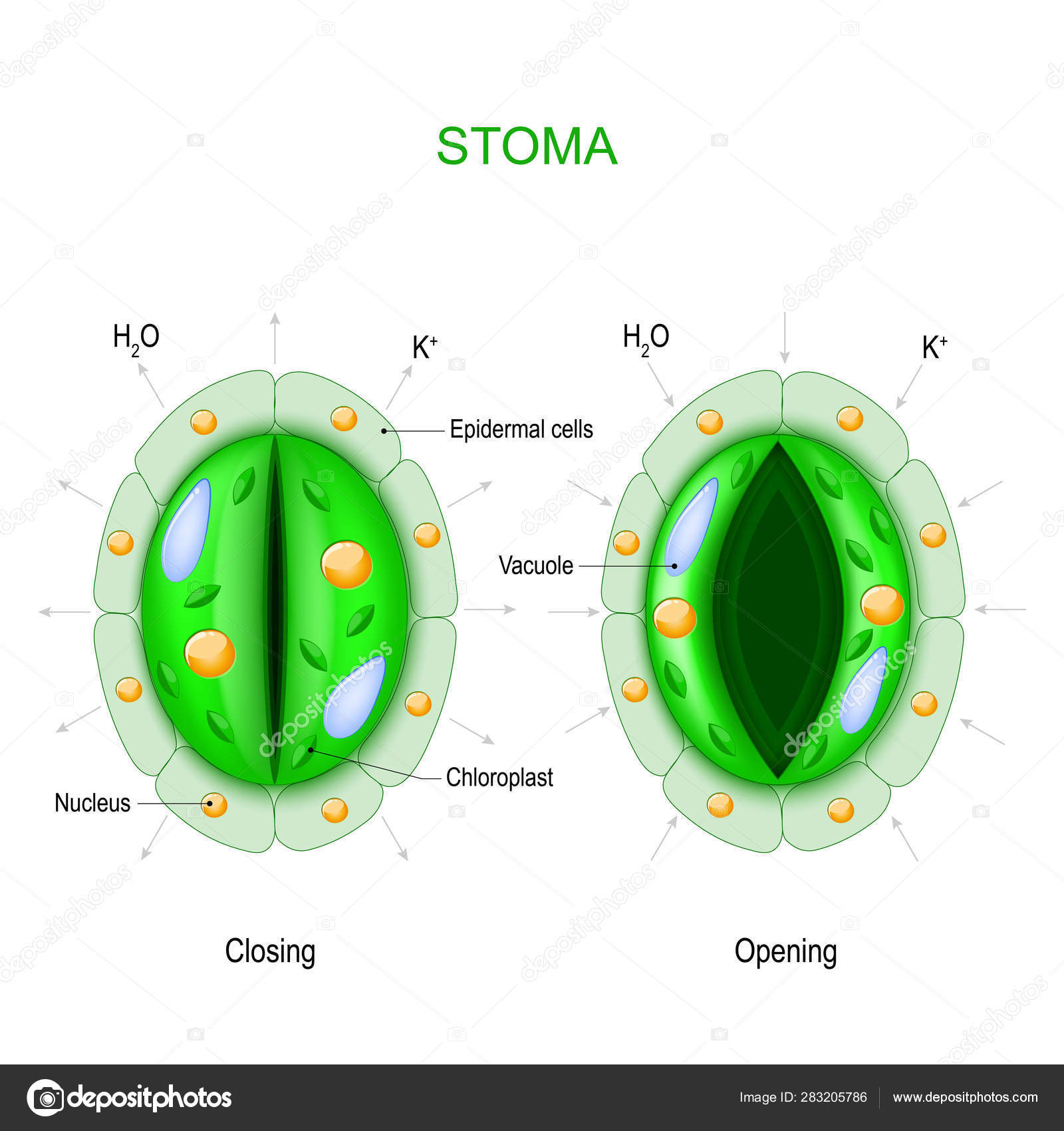 Stoma (open and closed). Structure of stomatal complex. Stock Vector ...