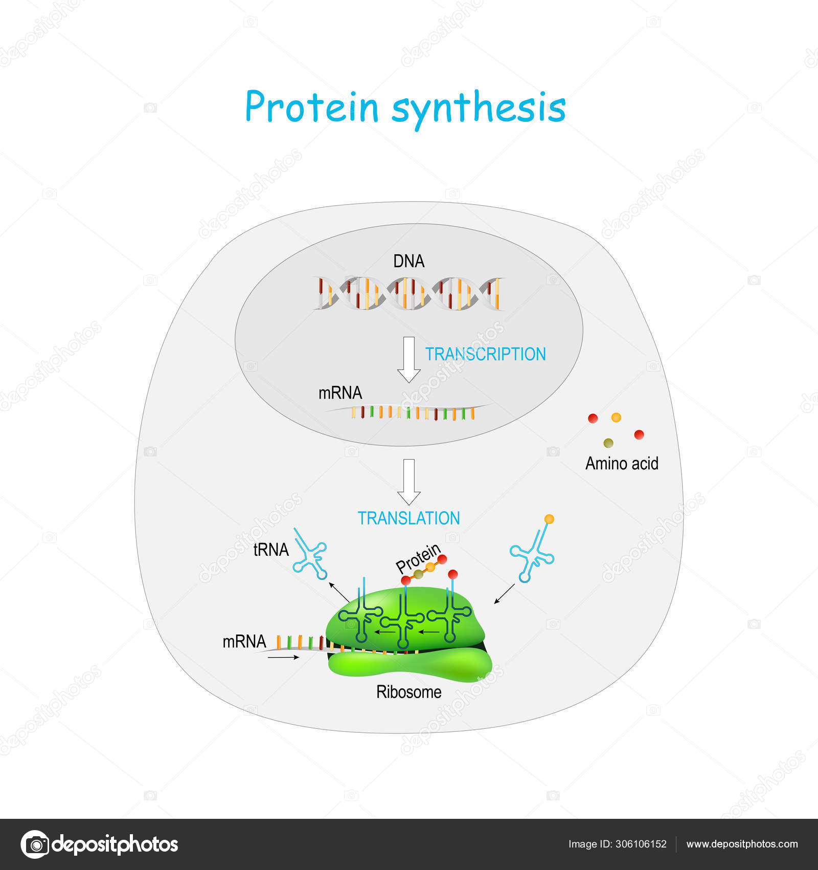 Protein synthesis. translation. Stock Vector Image by ©edesignua #306106152