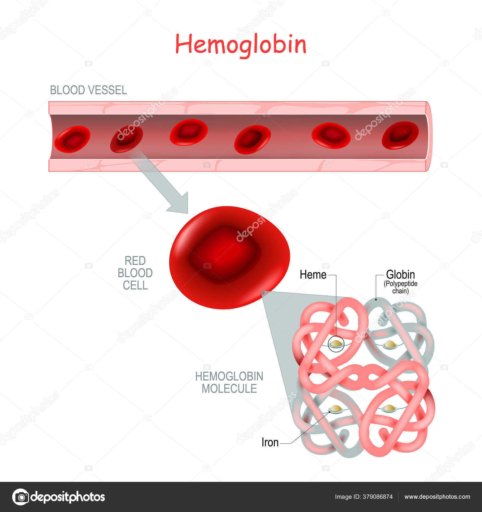 Structure Hemoglobin Molecule Heme Iron Oxygen Molecule Polypeptide ...