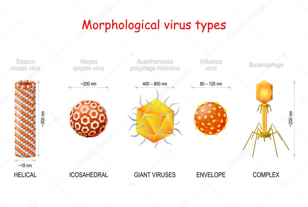 tipos morfológicos y tamaño de los virus. Helical (virus del mosaico ...