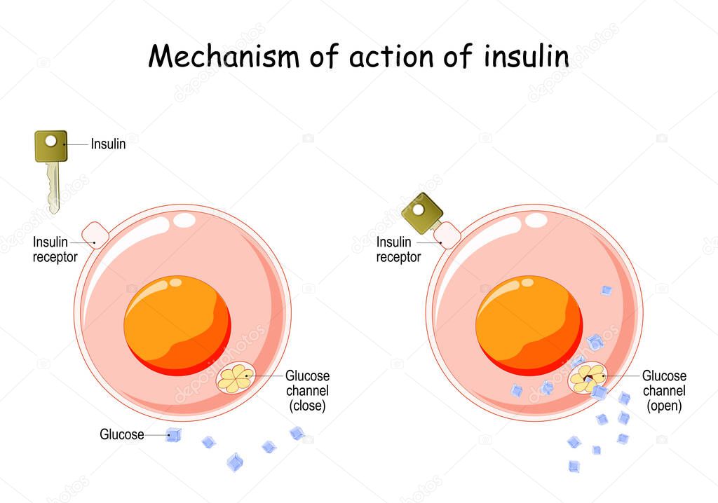 Human Insulin Injection Mechanism Of Action at Erica Laforge blog Human Insulin Injection Mechanism Of Action at Erica Laforge blog