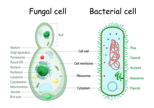 Estructura Celular De Los Hongos