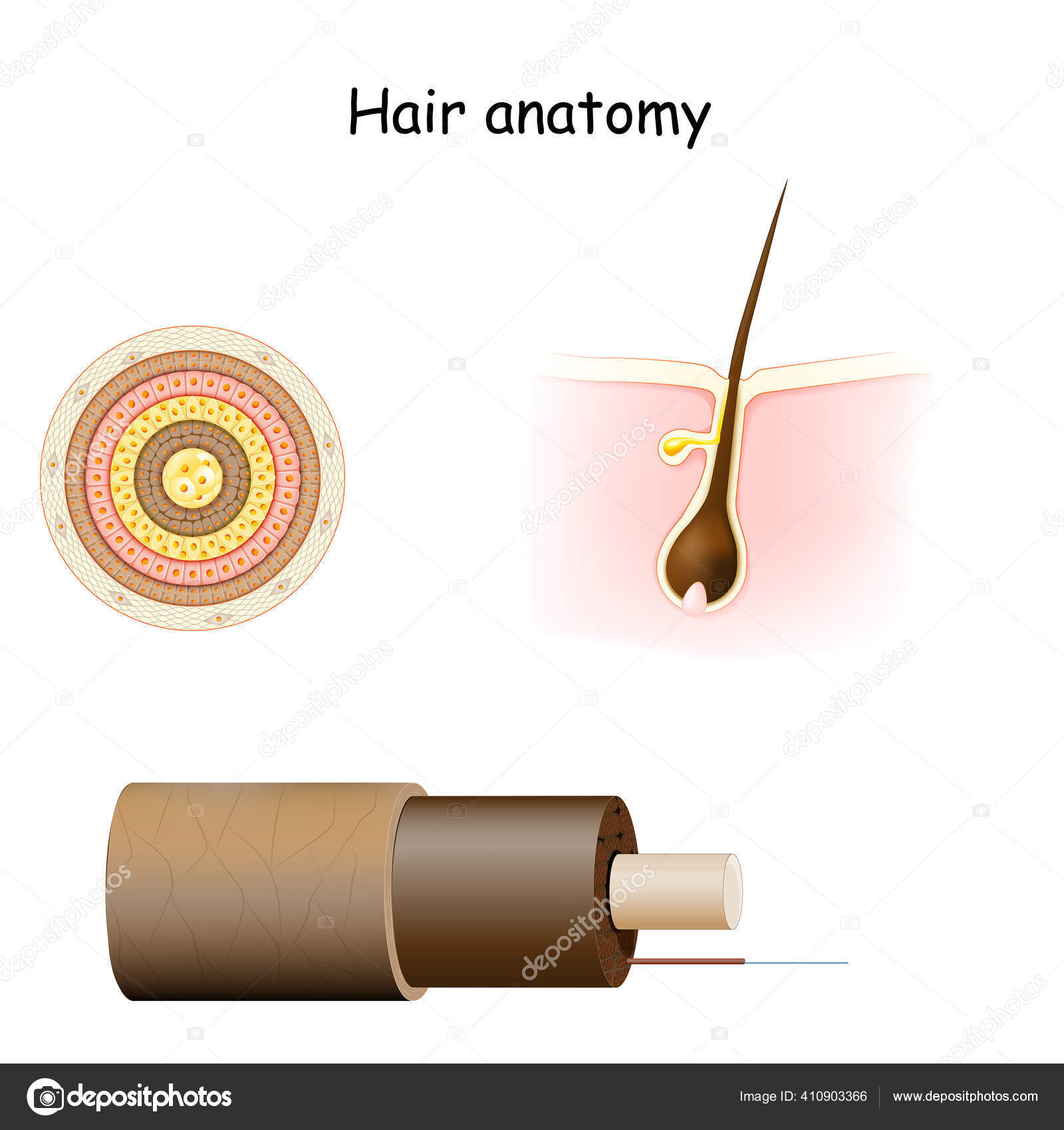 Anatomi Rambut Cross Section Dan Cell Structure Hair Shaft Bagian ...