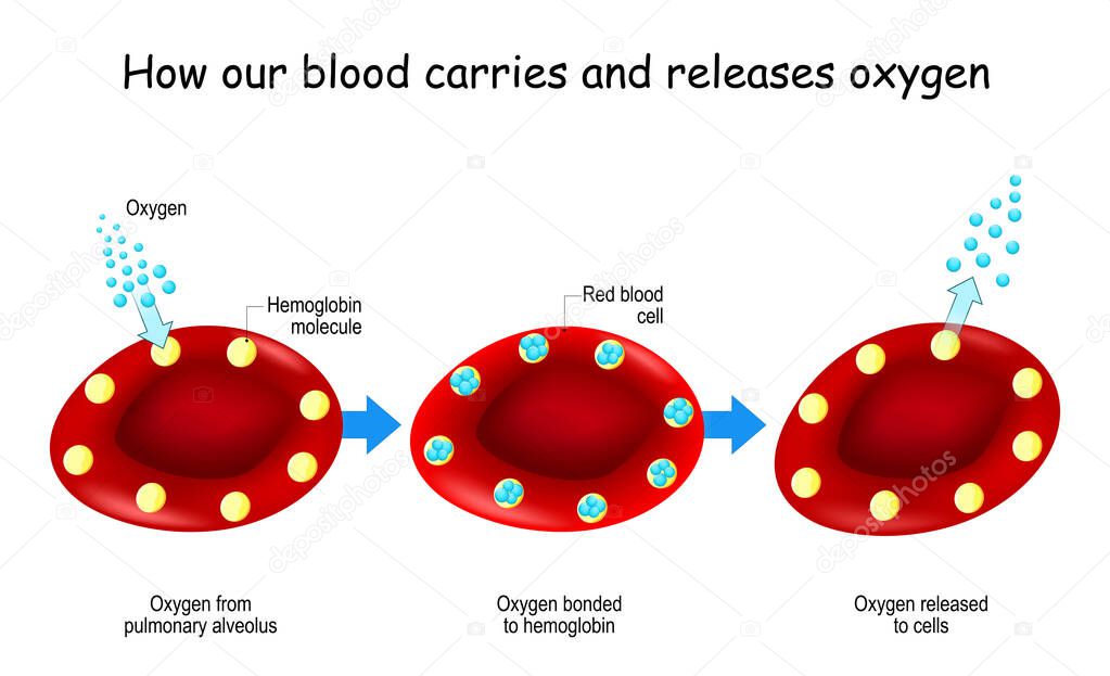 Oxígeno y Hemoglobina. Cómo nuestra sangre transporta y libera oxígeno ...