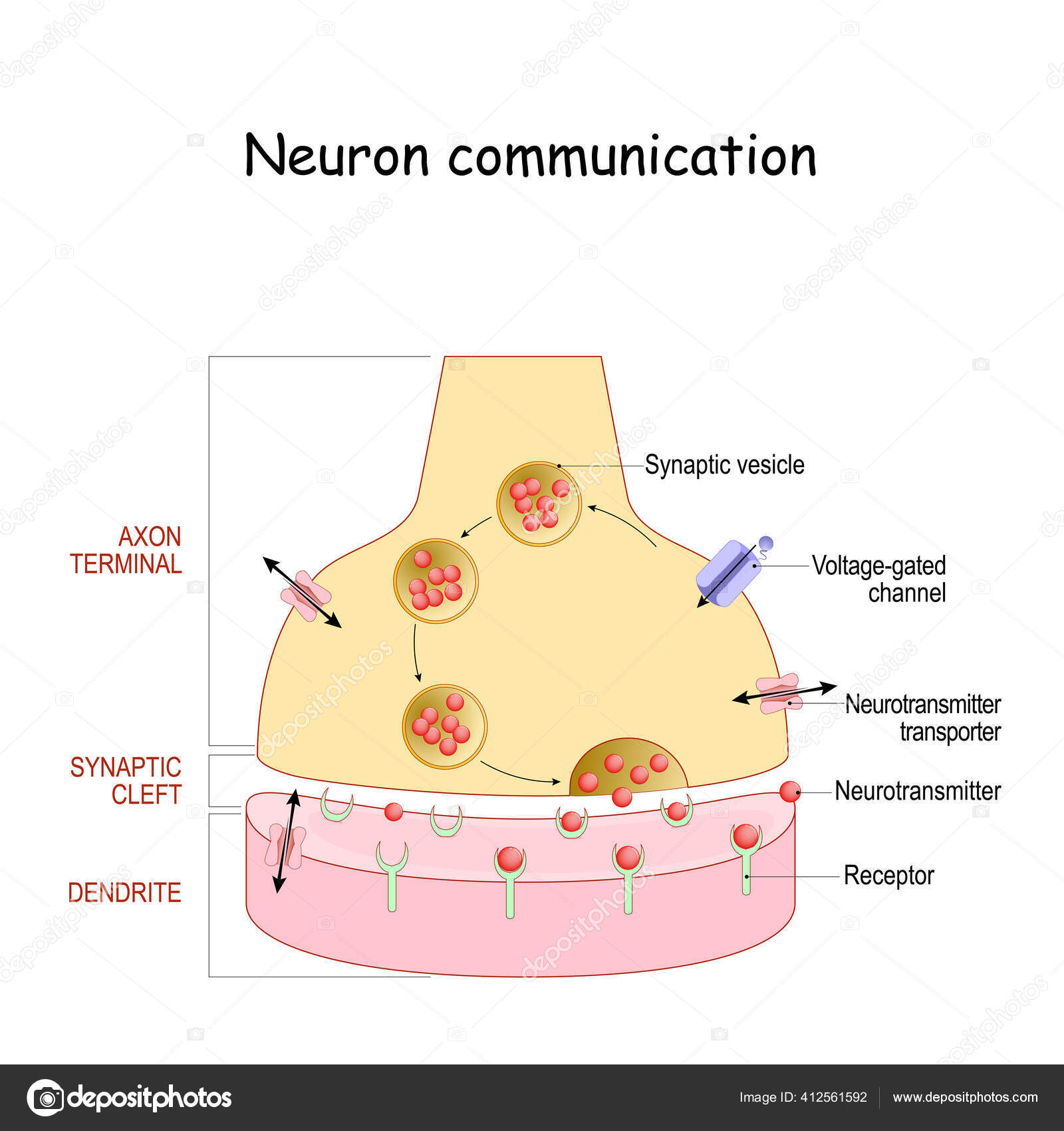 Synaptic Terminal Diagram