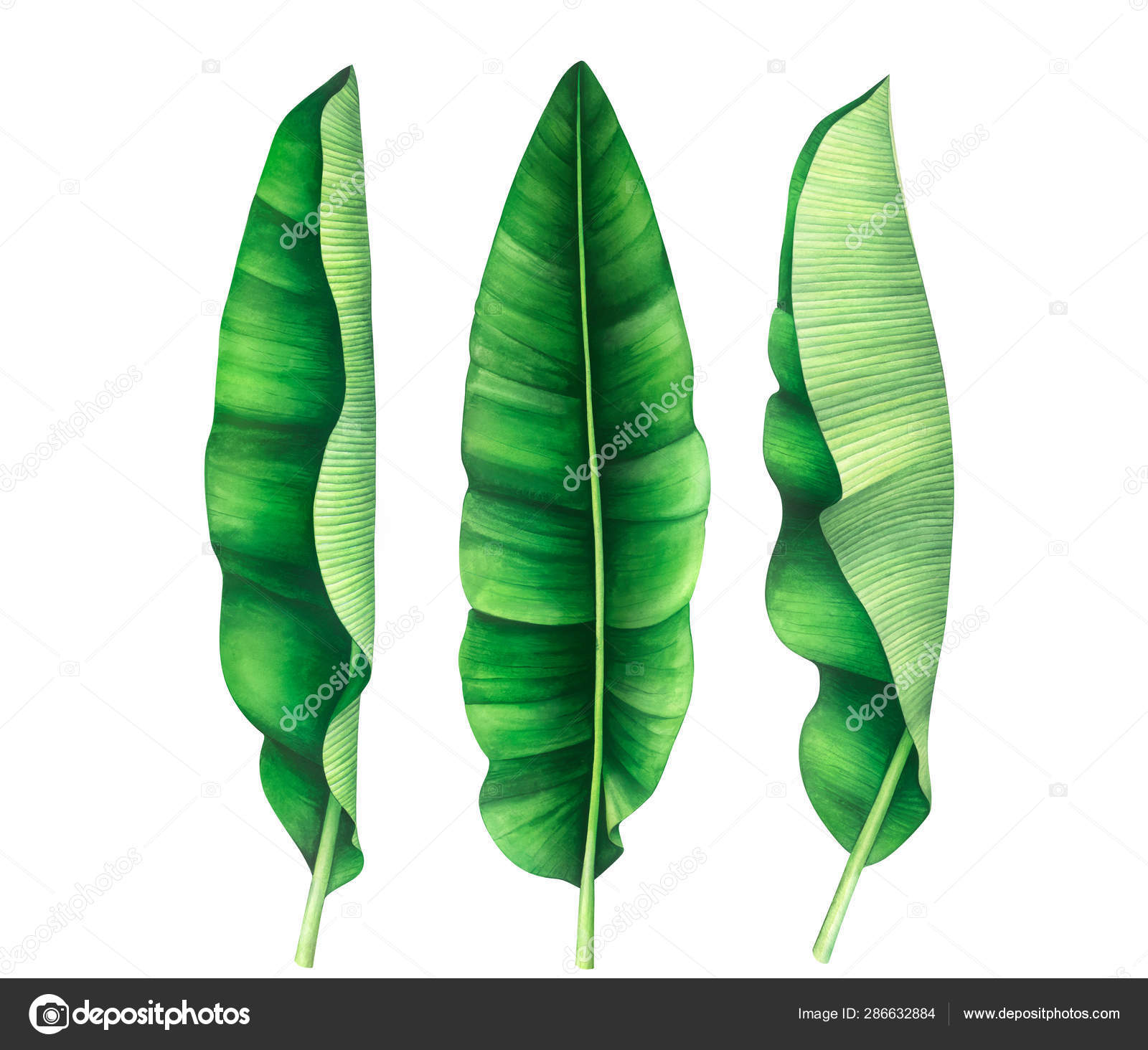 Banana Leaves Clip Art