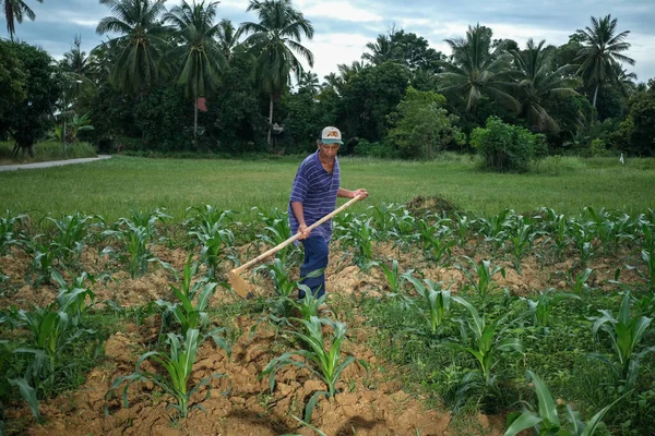 Malaysia farmer Stock Photos, Royalty Free Malaysia farmer Images ...