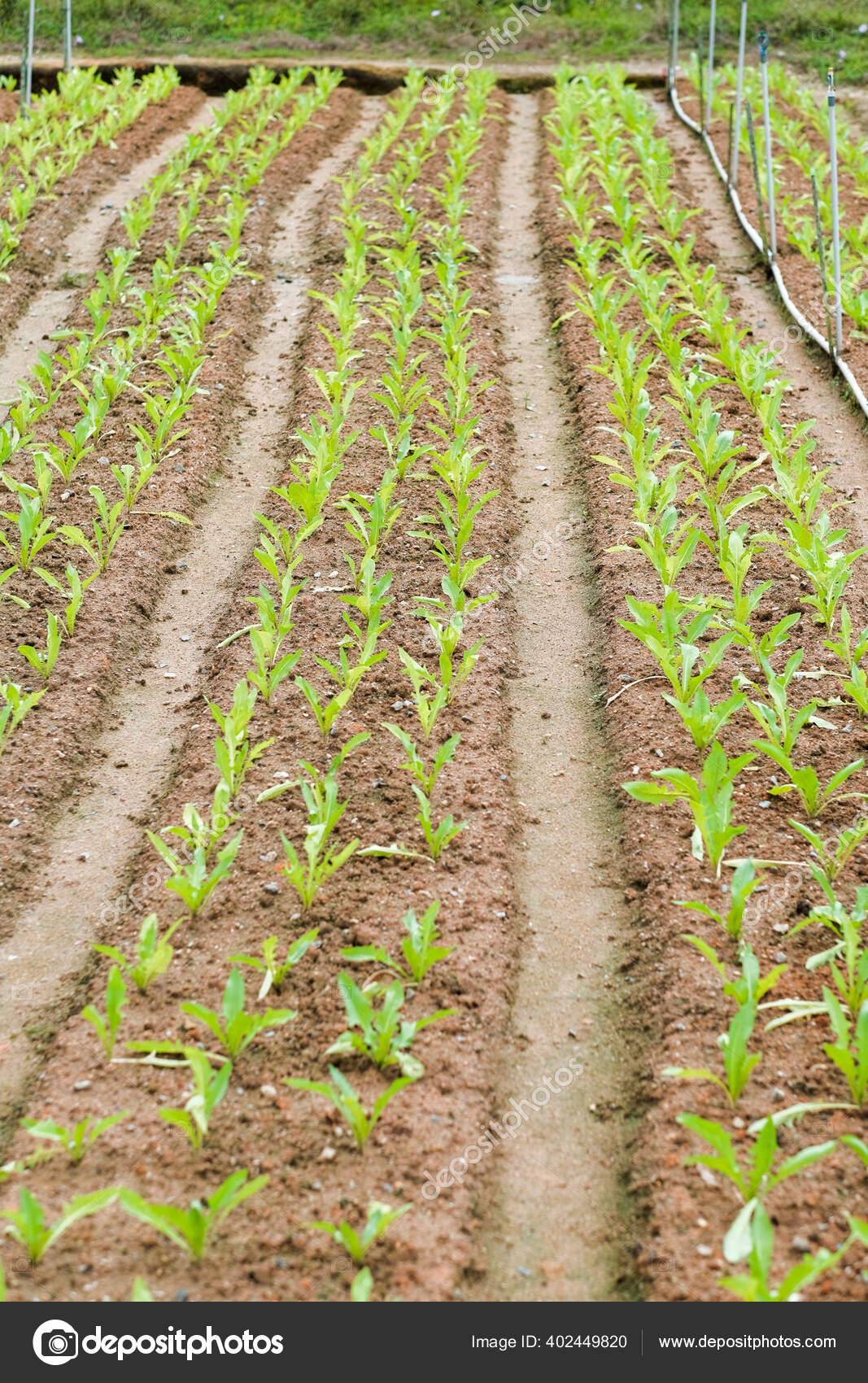 Chinese Vegetables Yau Mak Choy Field Countryside Healthy Vegetables ...