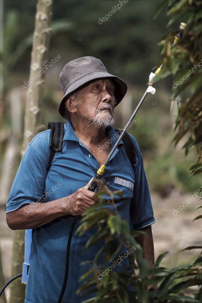 Hombre rociando su insecto infestado Musang King o árbol duriano ...