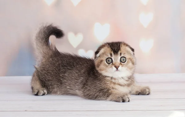 Cute Scottish Fold Munchkin Kitten