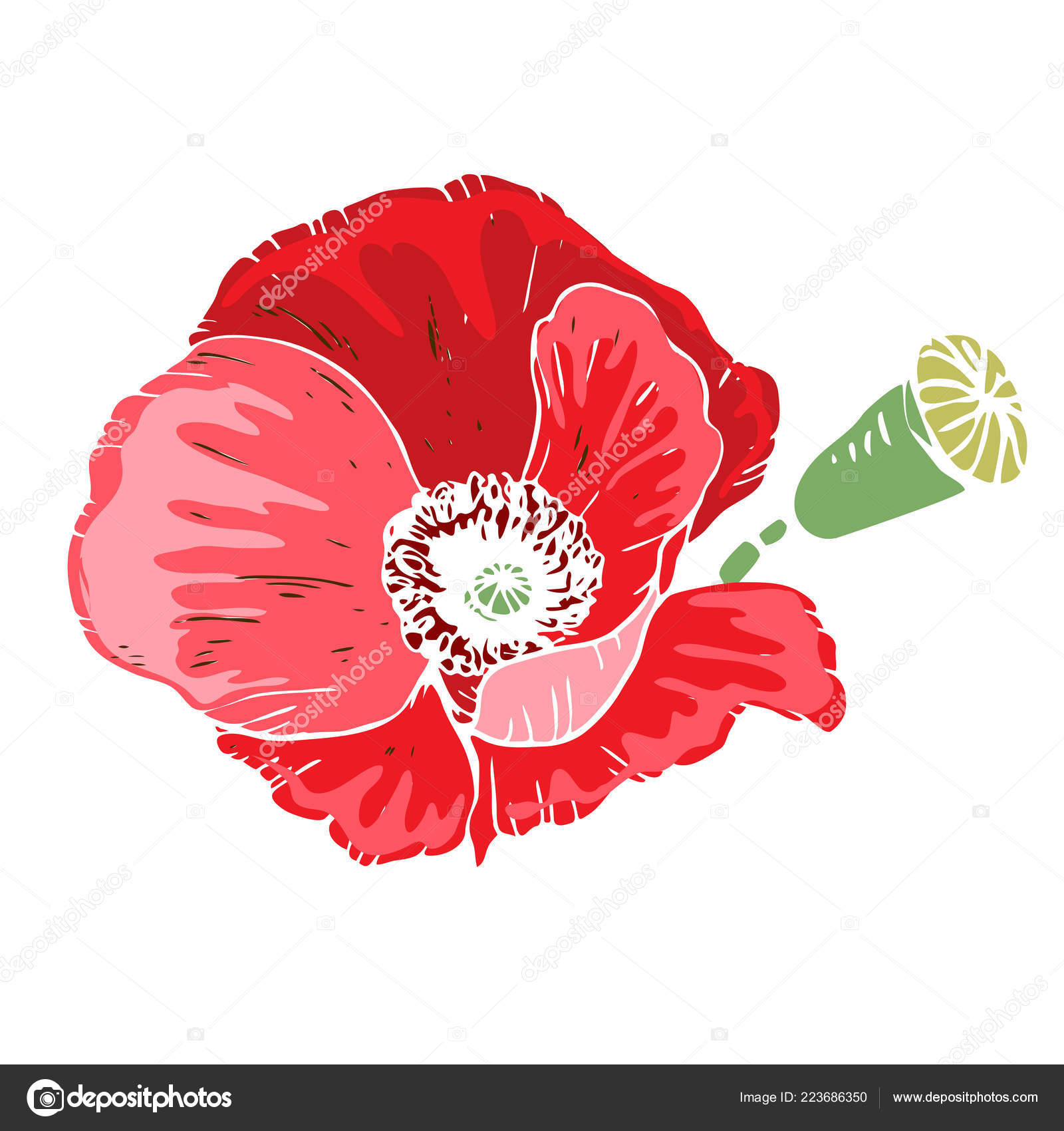 Hermosa Flor Amapola Ilustración Brote Amapola Grande Aislado Sobre ...