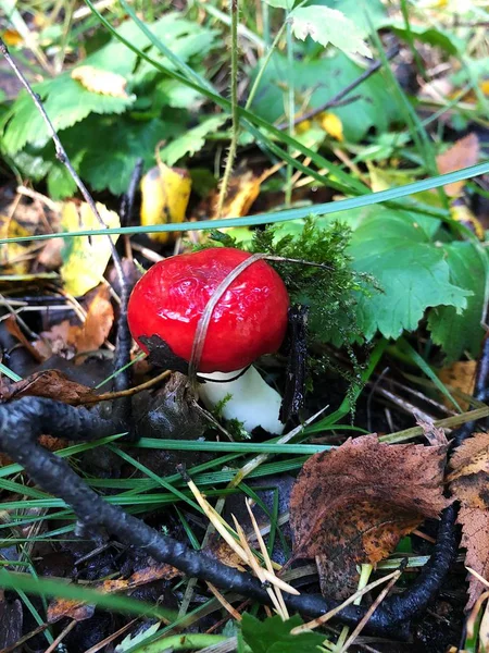 Small red mushroom Stock Photos, Royalty Free Small red mushroom Images ...