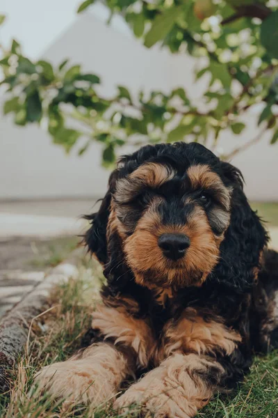 Cockapoo Black And Tan