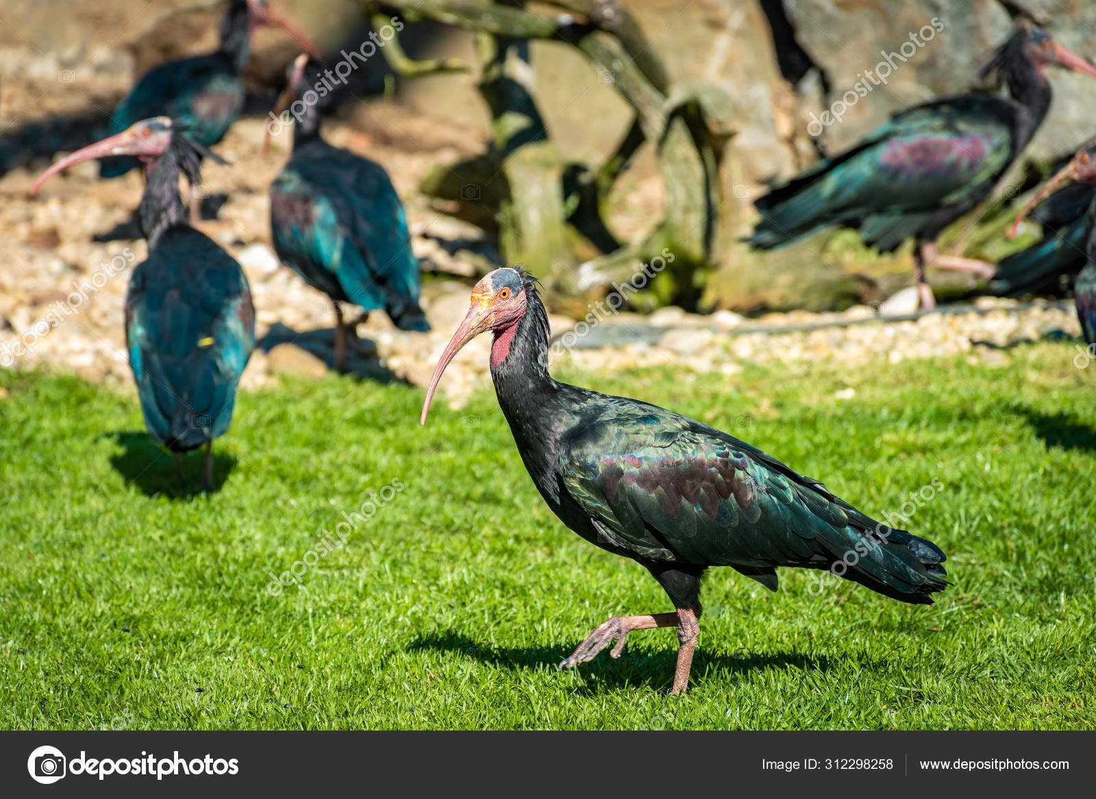 Northern Bald Ibis Waldrapp Colony Waidhofen Der Thaya Lower Austria ...