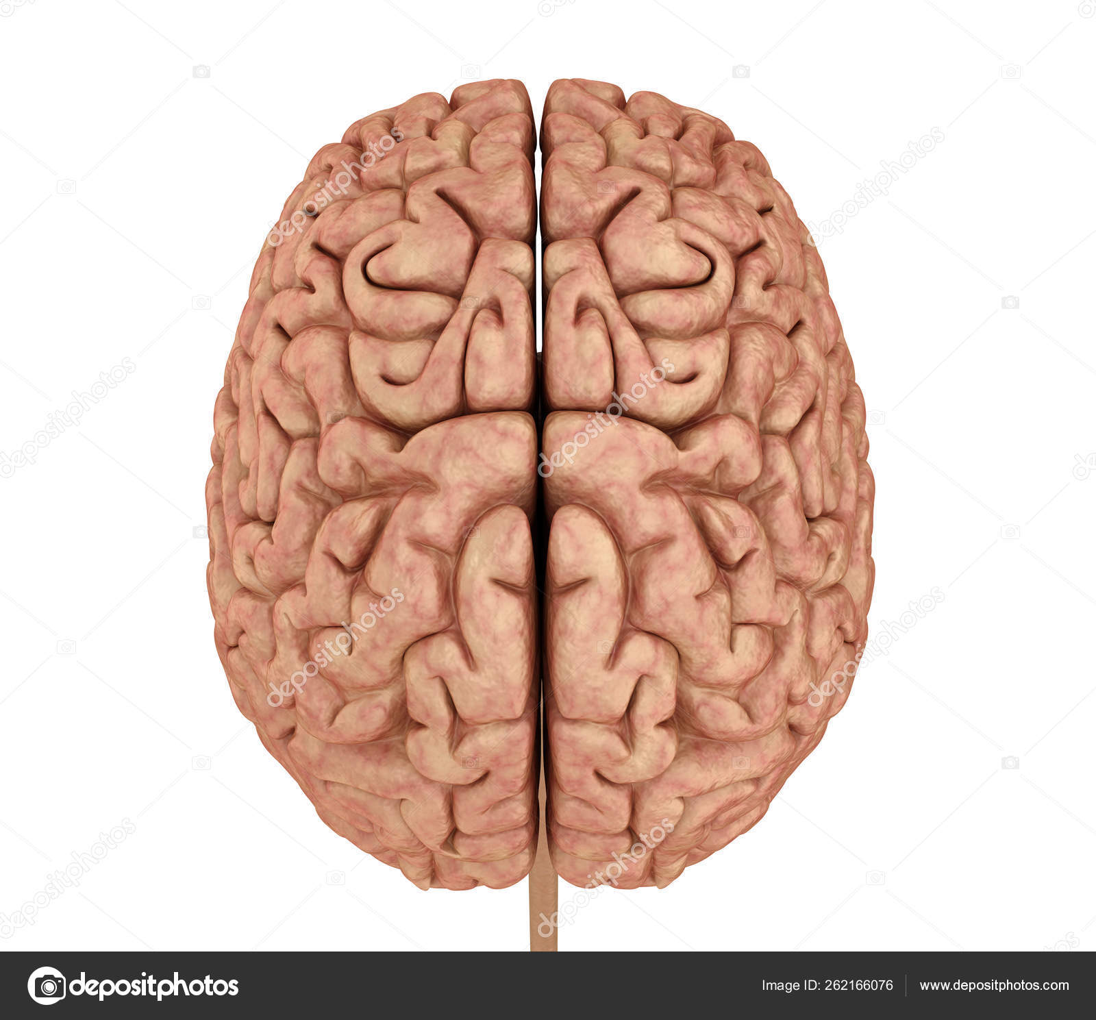 Lidský Mozek Model Izolované Bílém Lékařsky Přesné Ilustrace — Stock ...