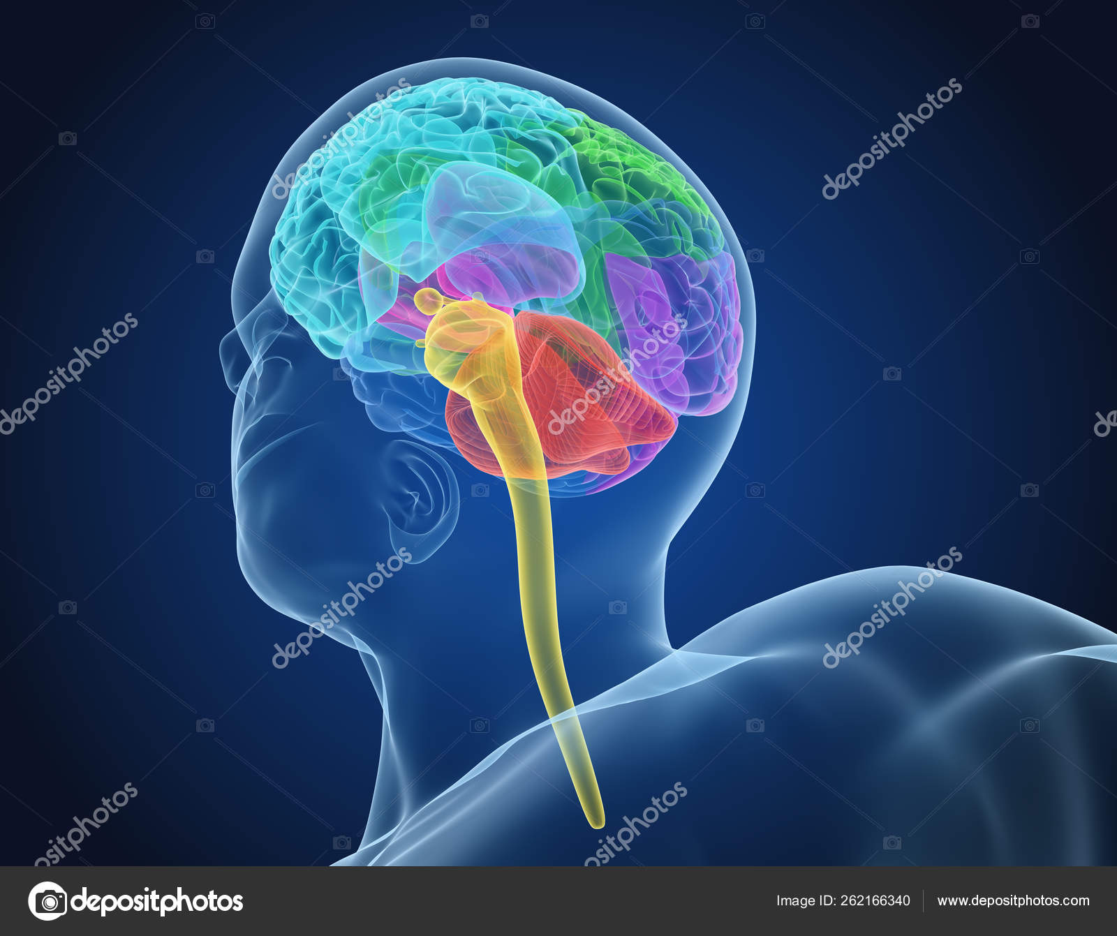 Human Brain Ray Scan Medically Accurate Illustration — Stock Photo ...