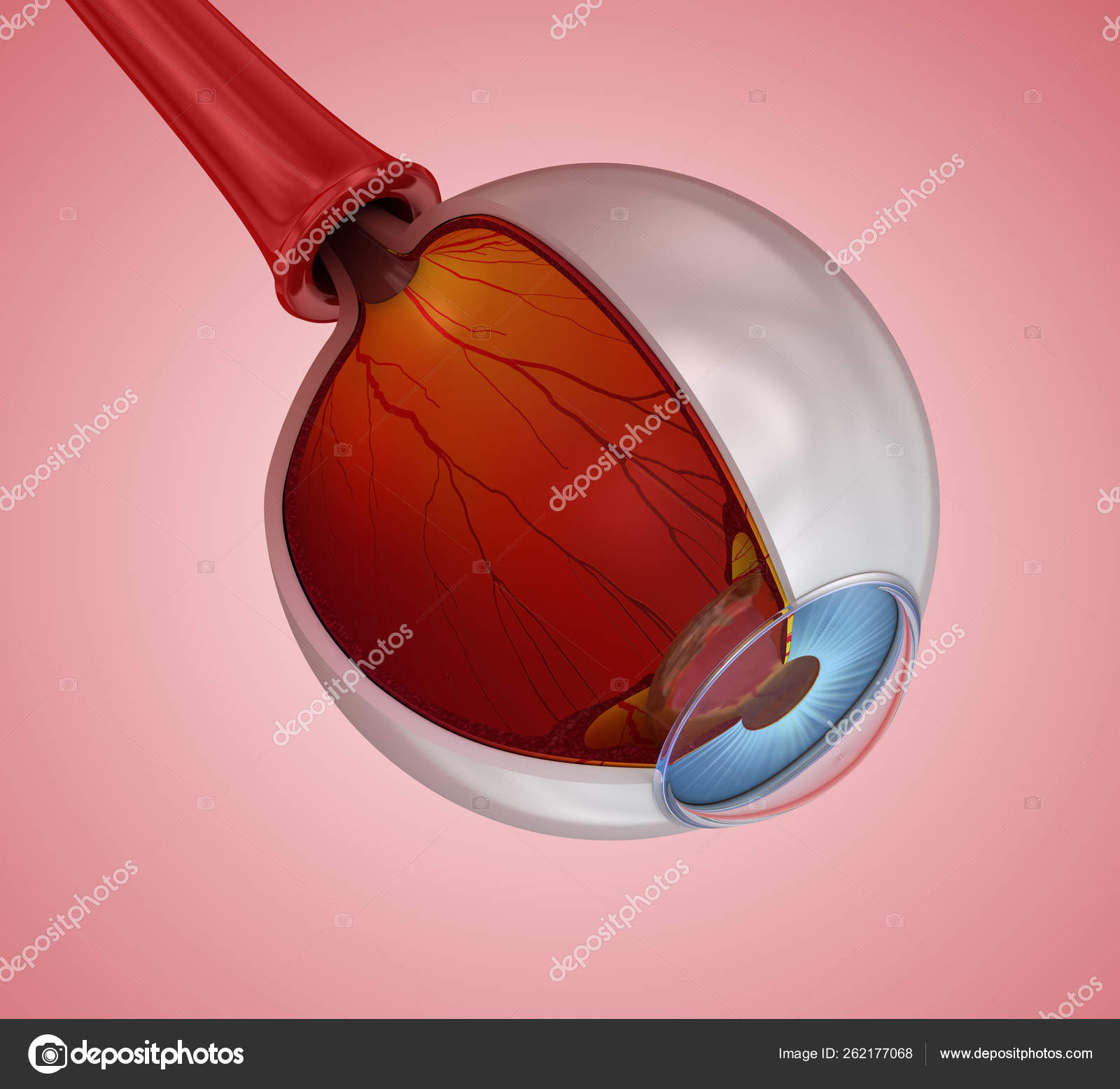 Eye Anatomy Inner Structure Illustration Stock Photo by ©Alexmit 262177068