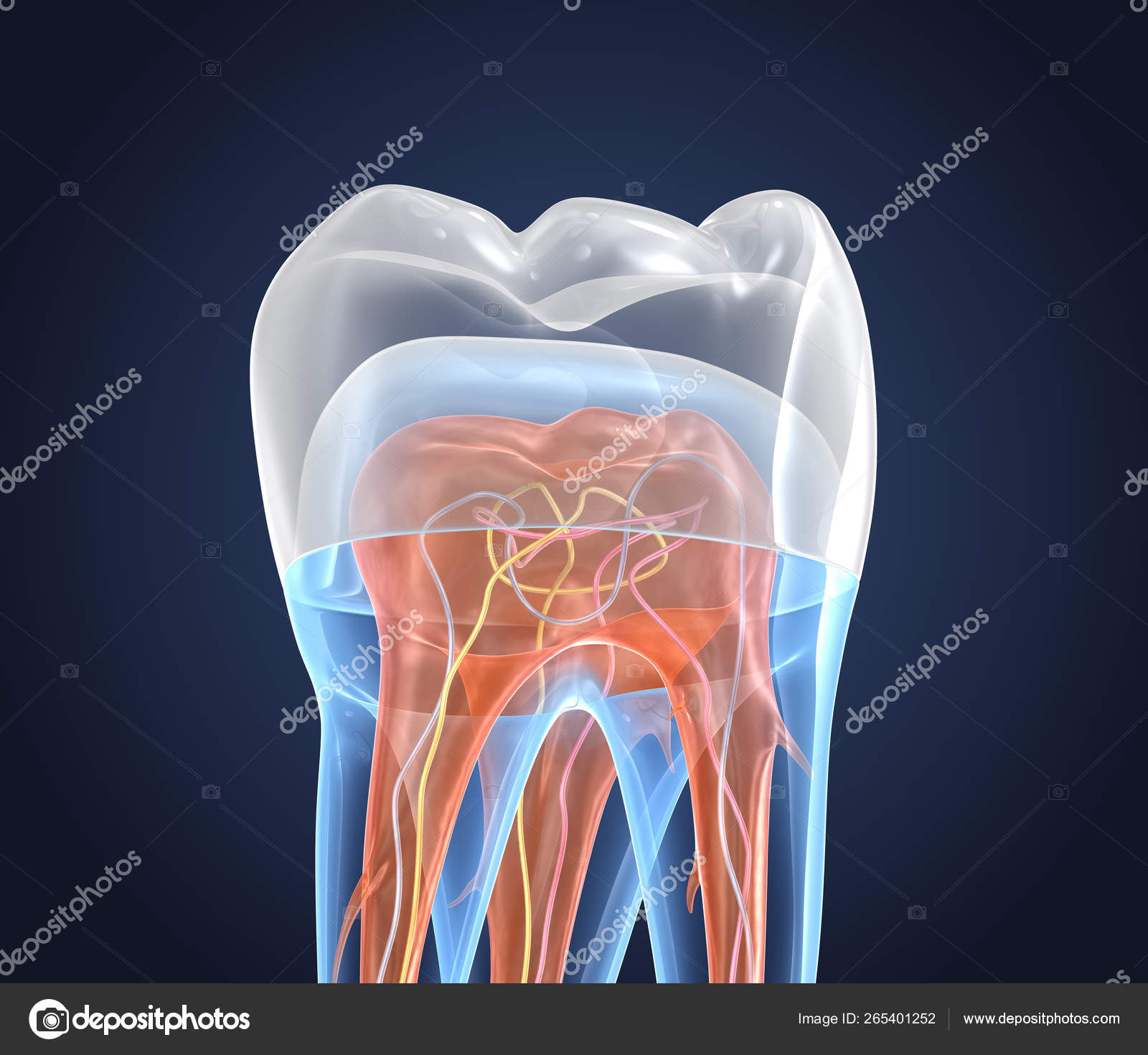 Transparent Teeth Crown Renderings Endodontics Inner Structure White ...