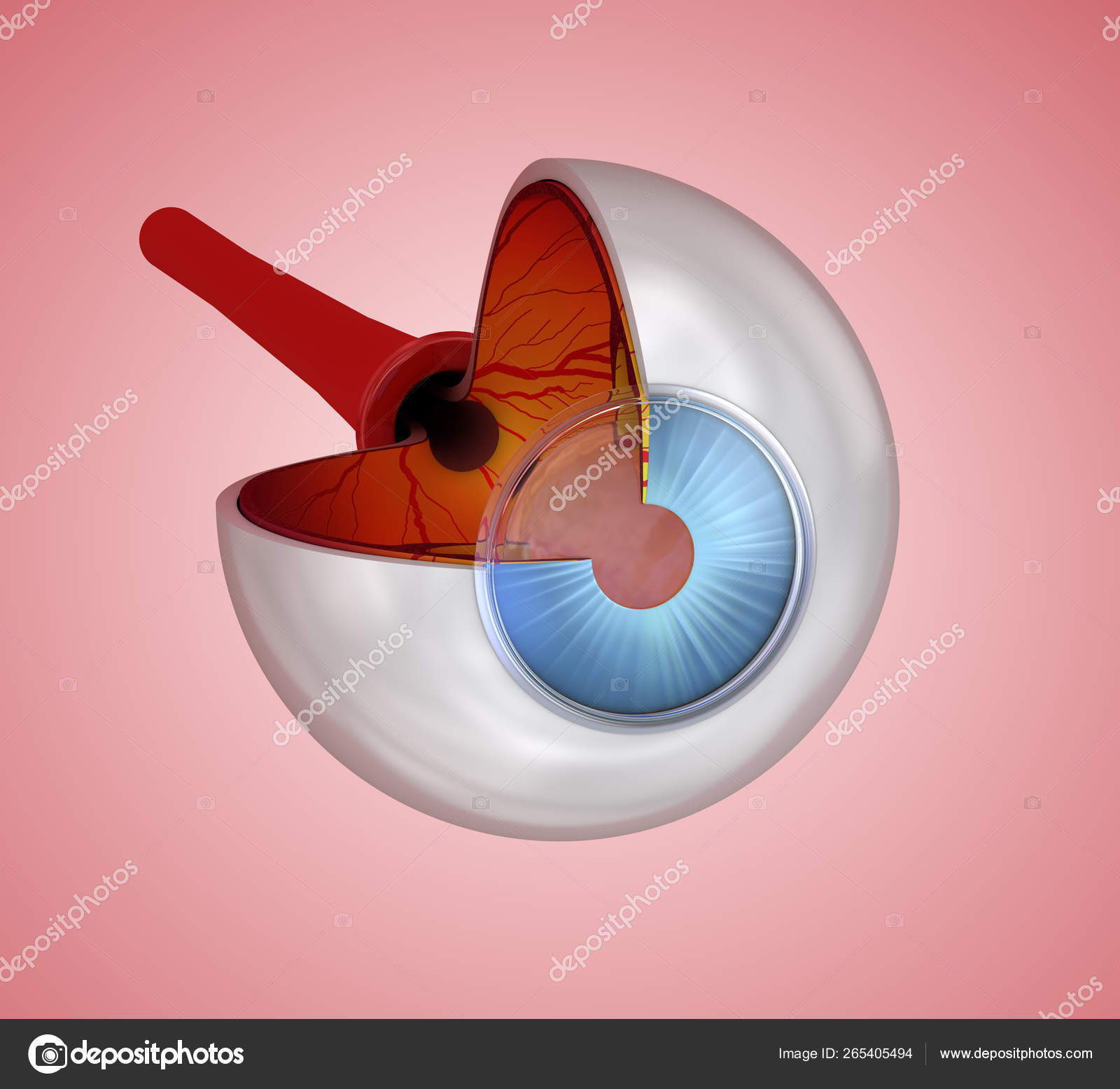 Eye Anatomy Inner Structure Medically Accurate Illustration Stock ...