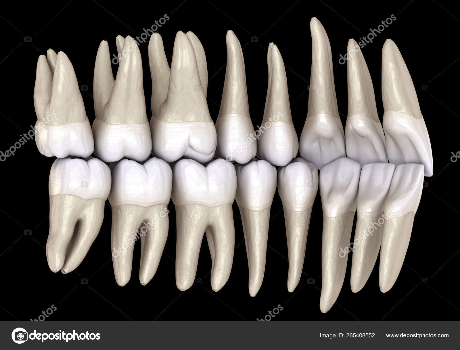 Healthy Human Teeth Normal Occlusion View Illustration Stock Photo by ... Healthy Human Teeth Normal Occlusion View Illustration Stock Photo by ...