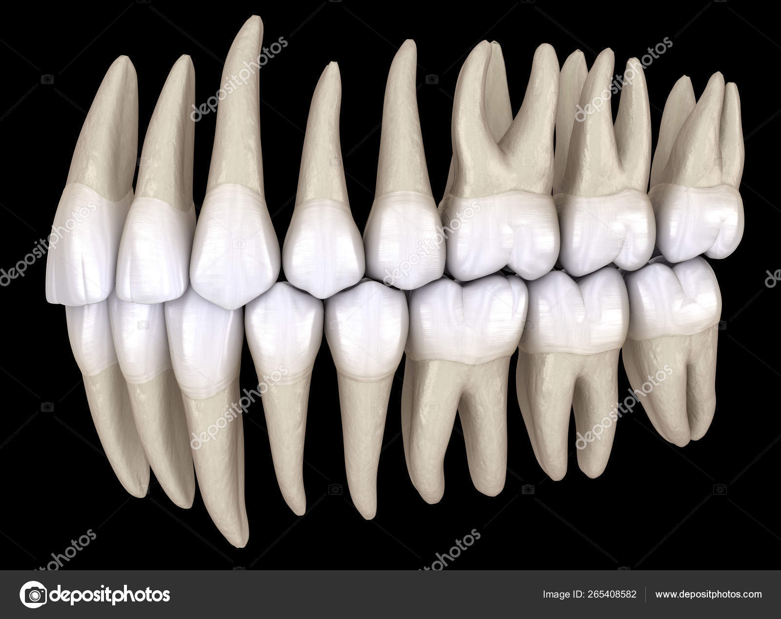 Dientes Humanos Sanos Con Oclusión Normal Vista Lateral Ilustración ...