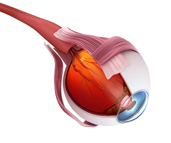 Eye Anatomy Inner Structure Illustration Stock Photo by ©Alexmit 262177068