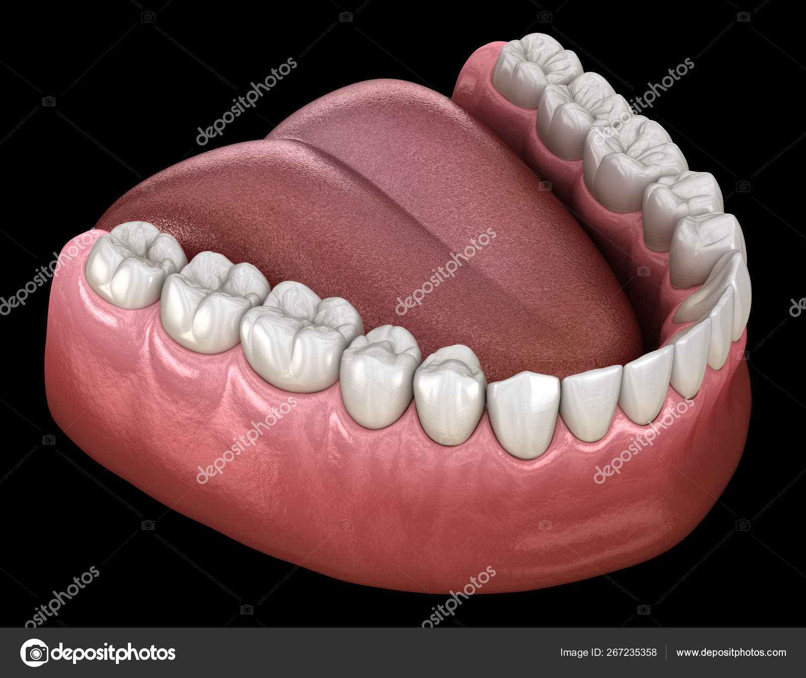 Mandibular Human Gum Teeth Medically Accurate Tooth Illustration Stock ...