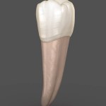 Dental Anatomy Mandibular Second Premolar Tooth Medically Accurate ...