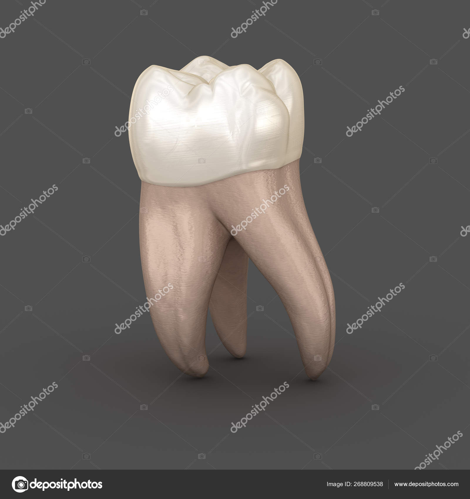 Anatomia Dentária Primeiro Dente Molar Superior Ilustração Odontológica ...