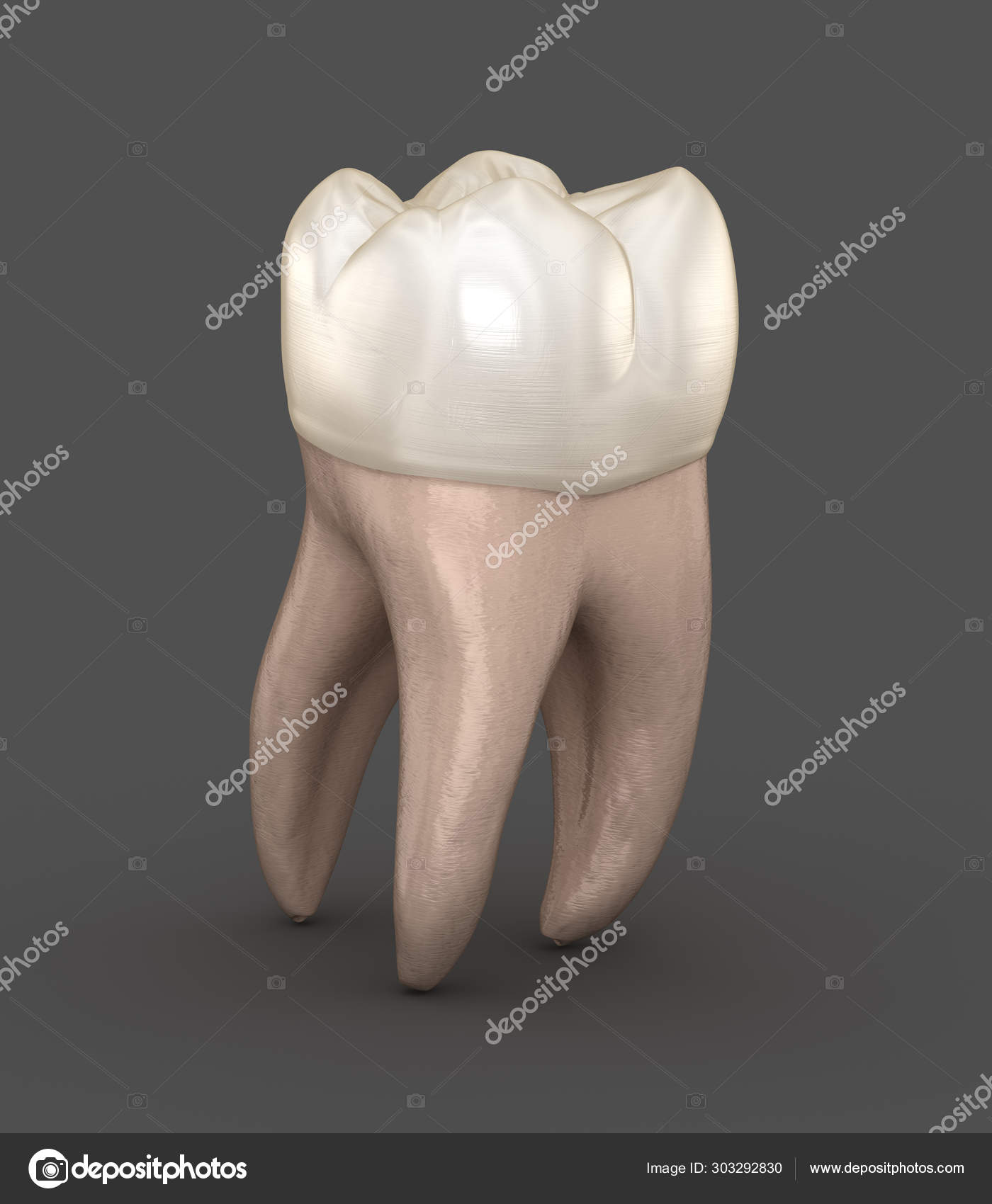 Anatomía Dental Del Primer Molar Maxilar