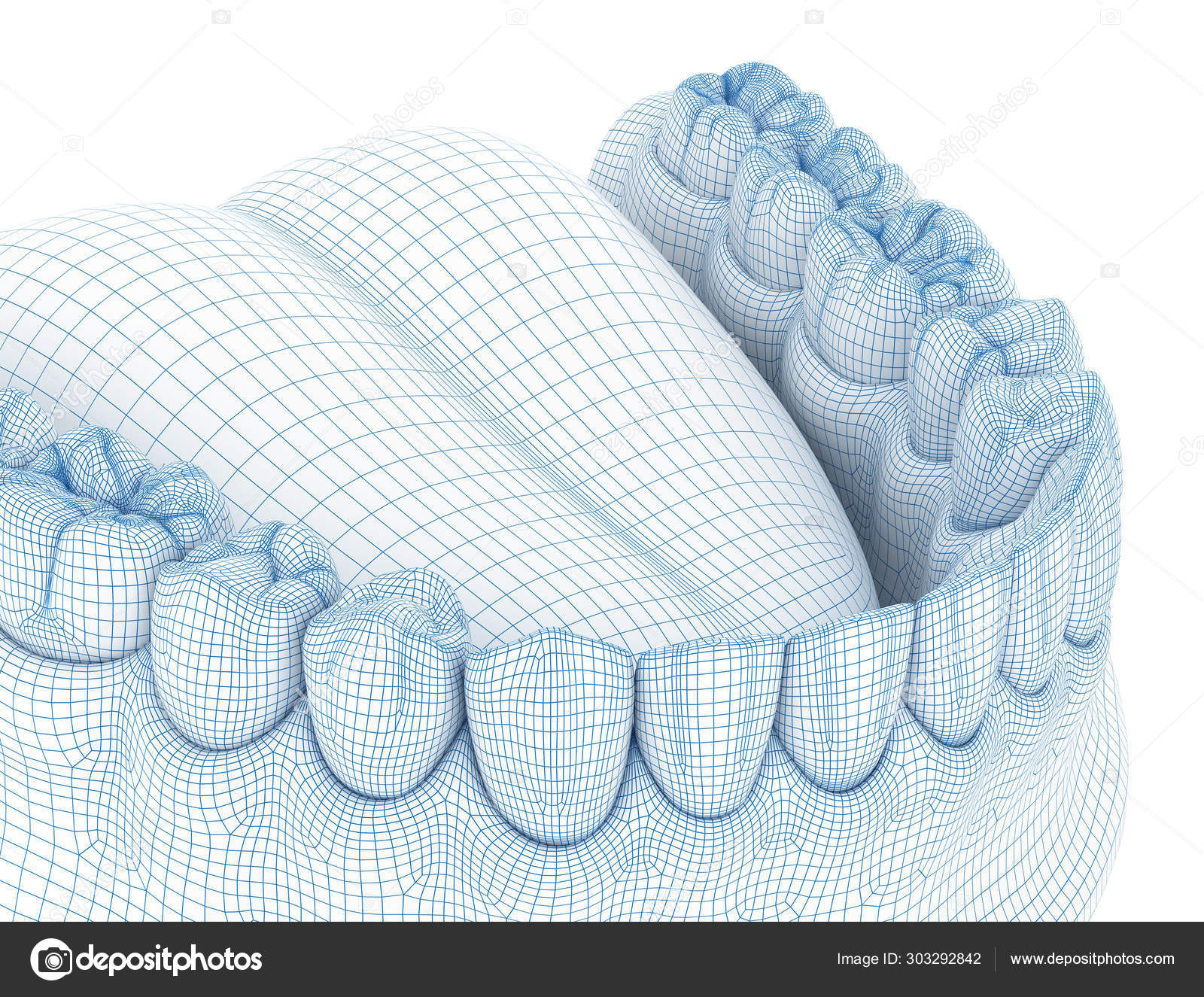 Morphologie Gencive Des Dents Humaines Mandibulaires Fil Illustration ...