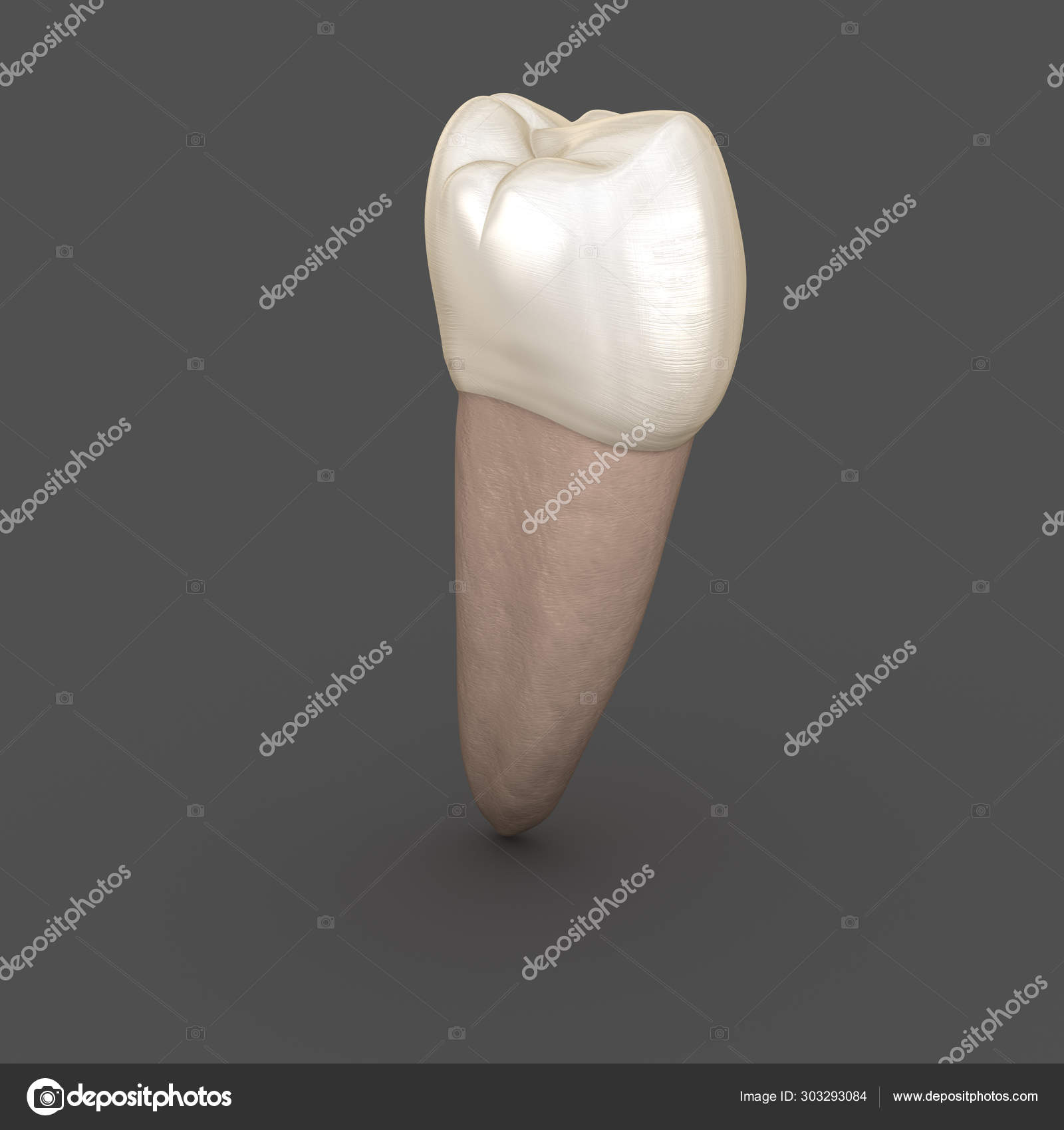 Dental Anatomy Mandibular Second Premolar Tooth Medically Accurate ...