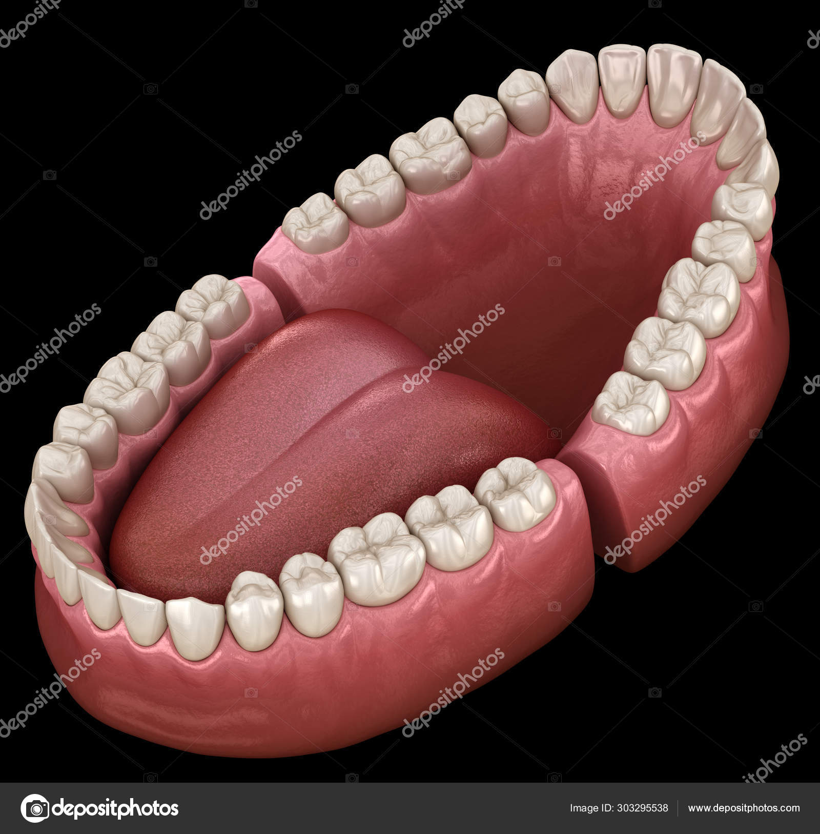 Dental Anatomy Opened Dentures Medically Accurate Dental Illustration ...