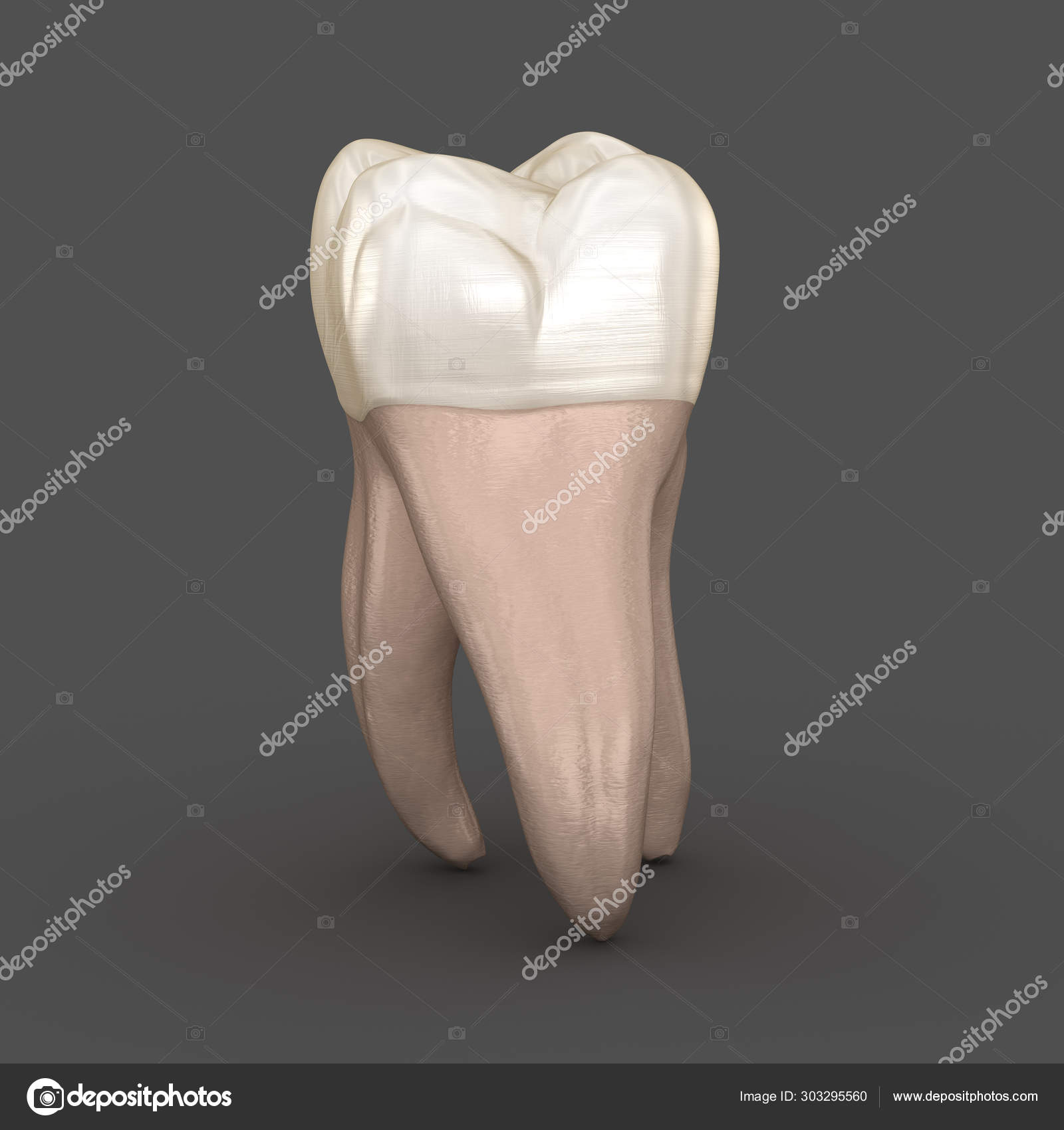 Anatomia Dentária Primeiro Dente Molar Superior Ilustração Odontológica ...