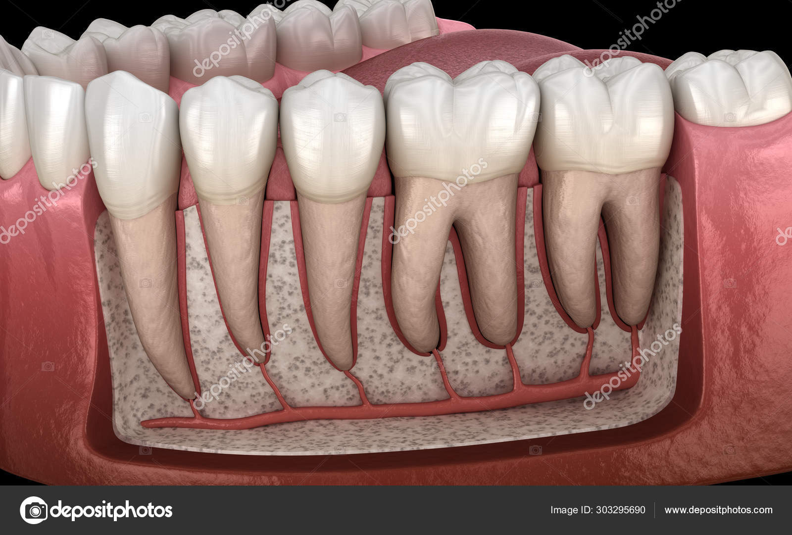 Anatomía Raíz Dental Encía Los Dientes Humanos Mandibulares Vista Rayos ...