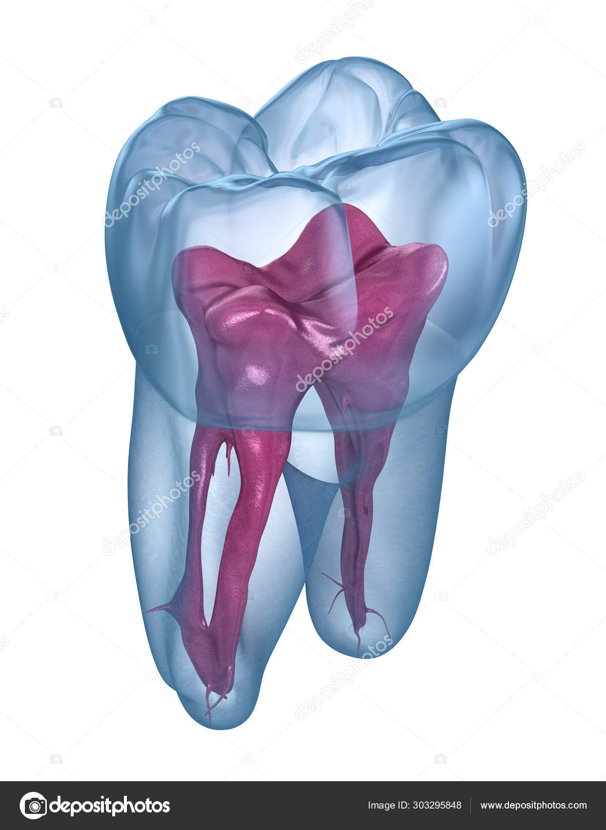 Dental Root Anatomy First Maxillary Molar Tooth Medically Accurate ...