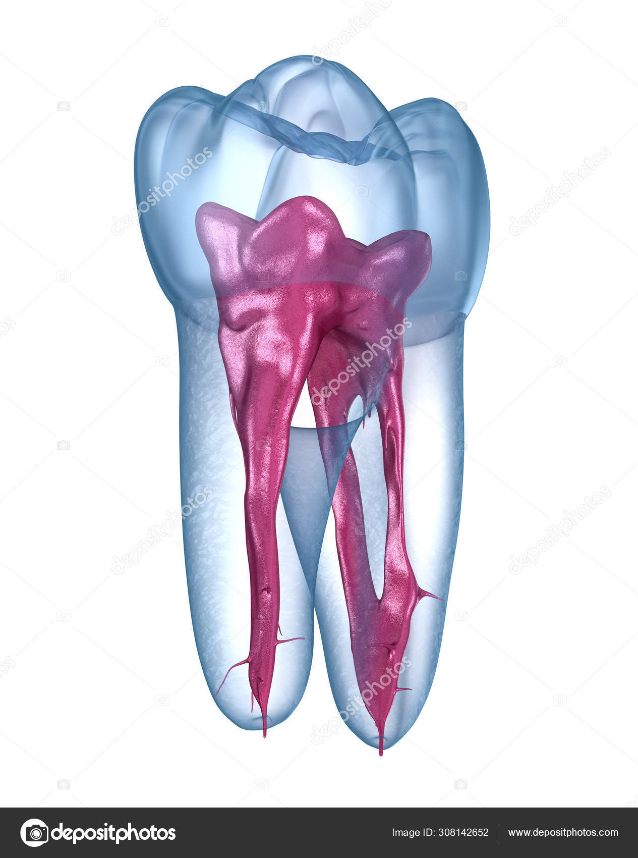 Dental Root Anatomy First Maxillary Molar Tooth Medically Accurate ...