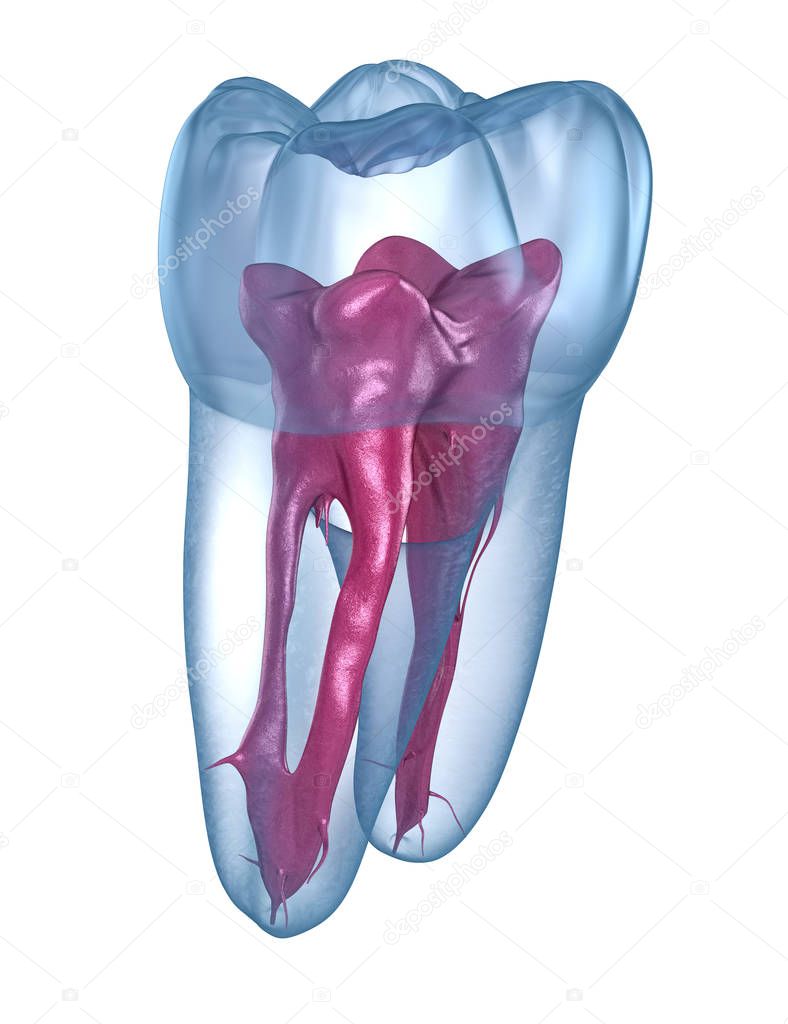 Anatomía de la raíz dental - Primer diente molar maxilar. Ilustración ...