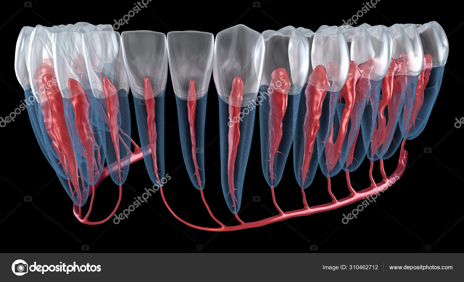 Dental Root Anatomy Xray View Medically Accurate Dental Illustration ...