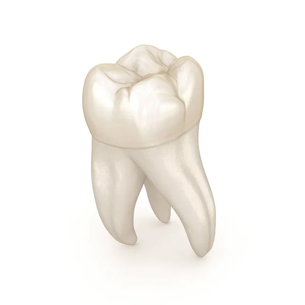 Primer molar superior fotos de stock, imágenes de Primer molar superior ...