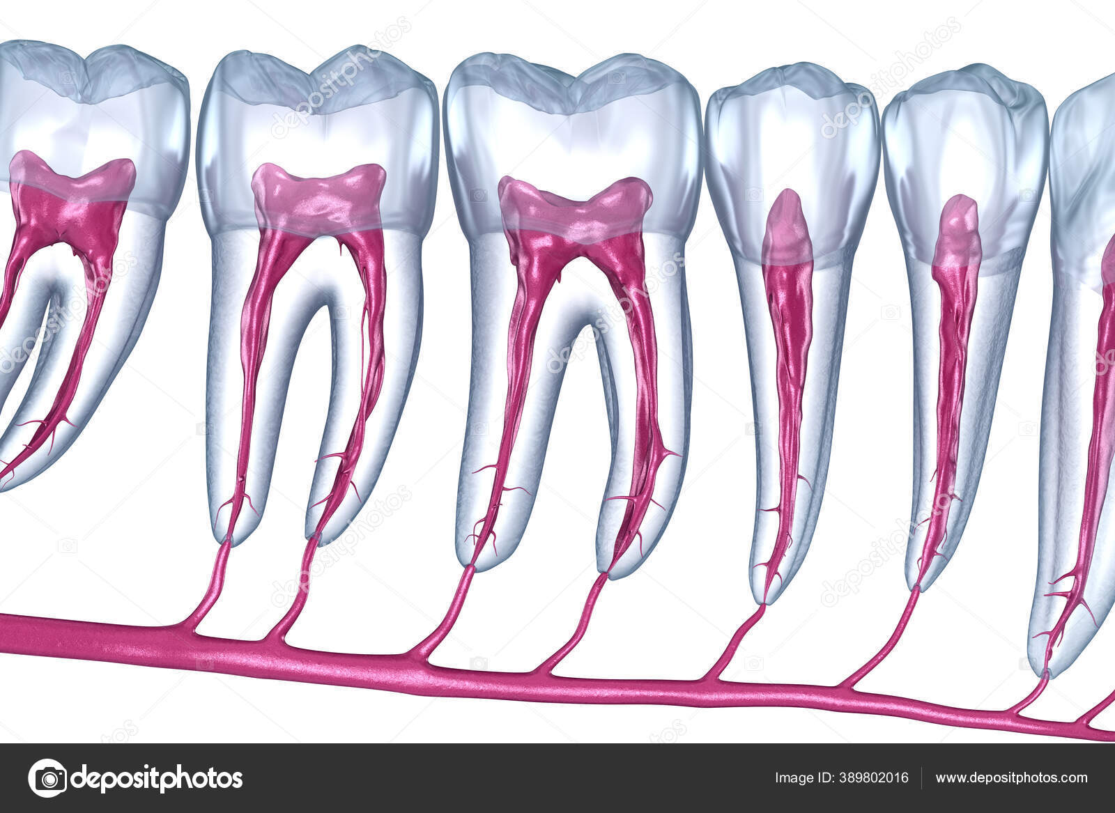 Anatomía Raíz Dental Vista Rayos Ilustración Dental Médicamente Precisa ...