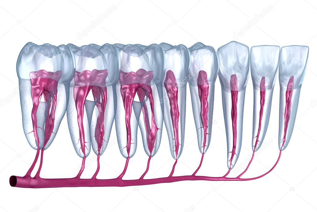 Anatomía de la raíz dental, vista de rayos X. Ilustración dental 3D ...